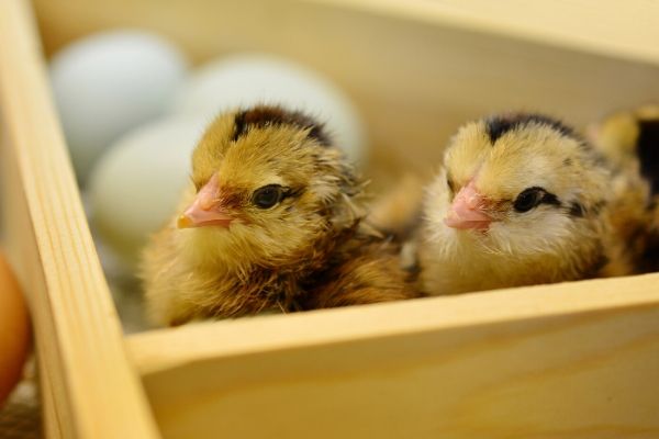 3 Tips for Raising Chicks in the Classroom