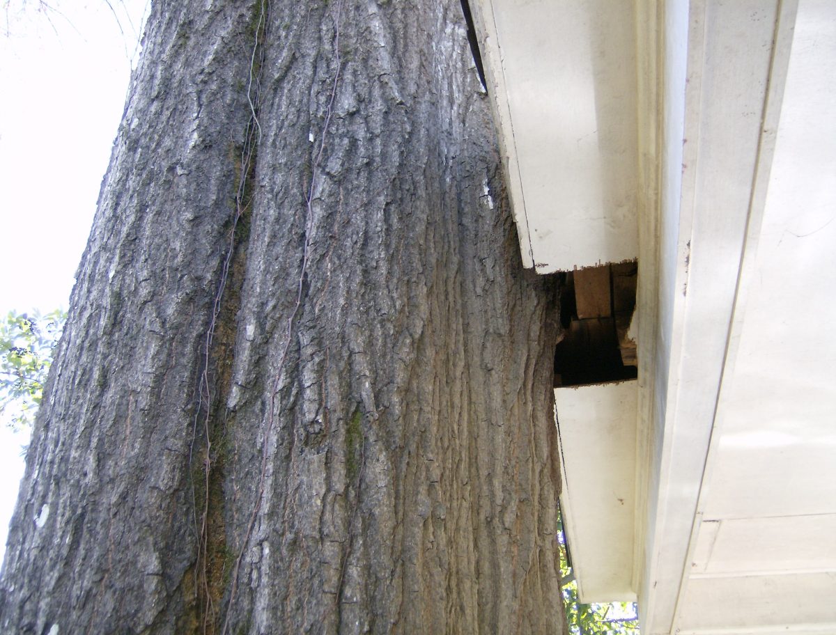 Our Olde House: January 17, 2022 - The Clinton Courier