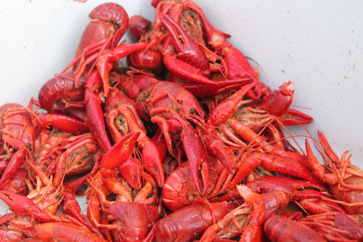 Community Crawfish Boil, food galore planned for Red Brick Roads fest ...