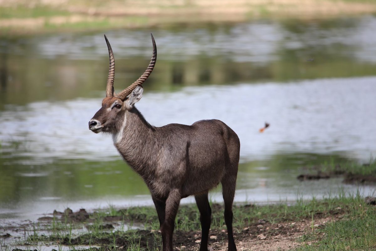 Ultimate Guide to Exotic Hunting in Texas - The Clinton Courier