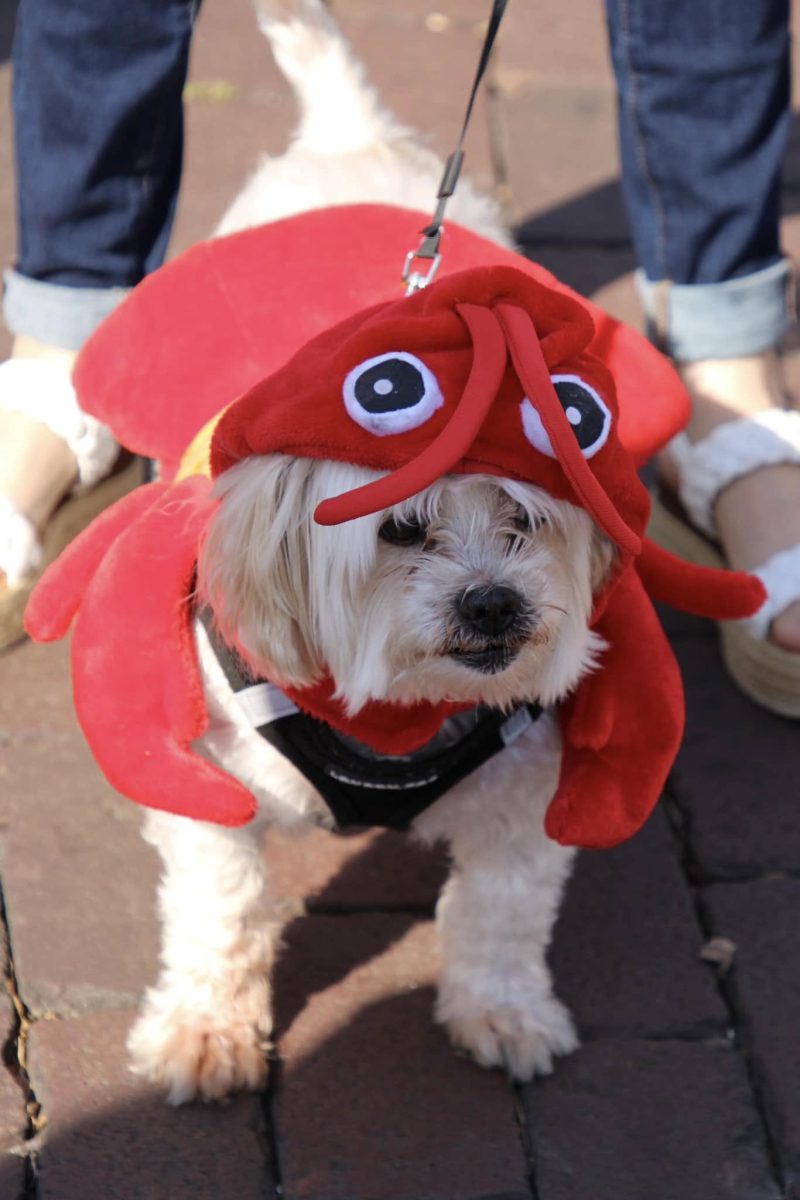 Pet Parade welcomes community’s pets to special Olde Towne festivities ...