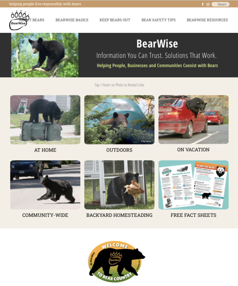 Bears are on the move across Mississippi - The Clinton Courier